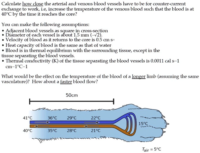 calculate how close the arterial and venous blood vessels have to be ...