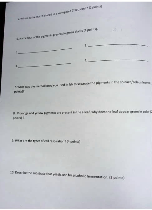 SOLVED: 5. Where is the starch stored in a variegated Coleus leaf? (2 ...