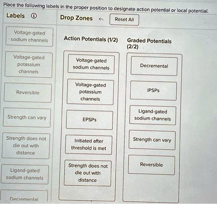Place the following labels in the proper position to designate action ...