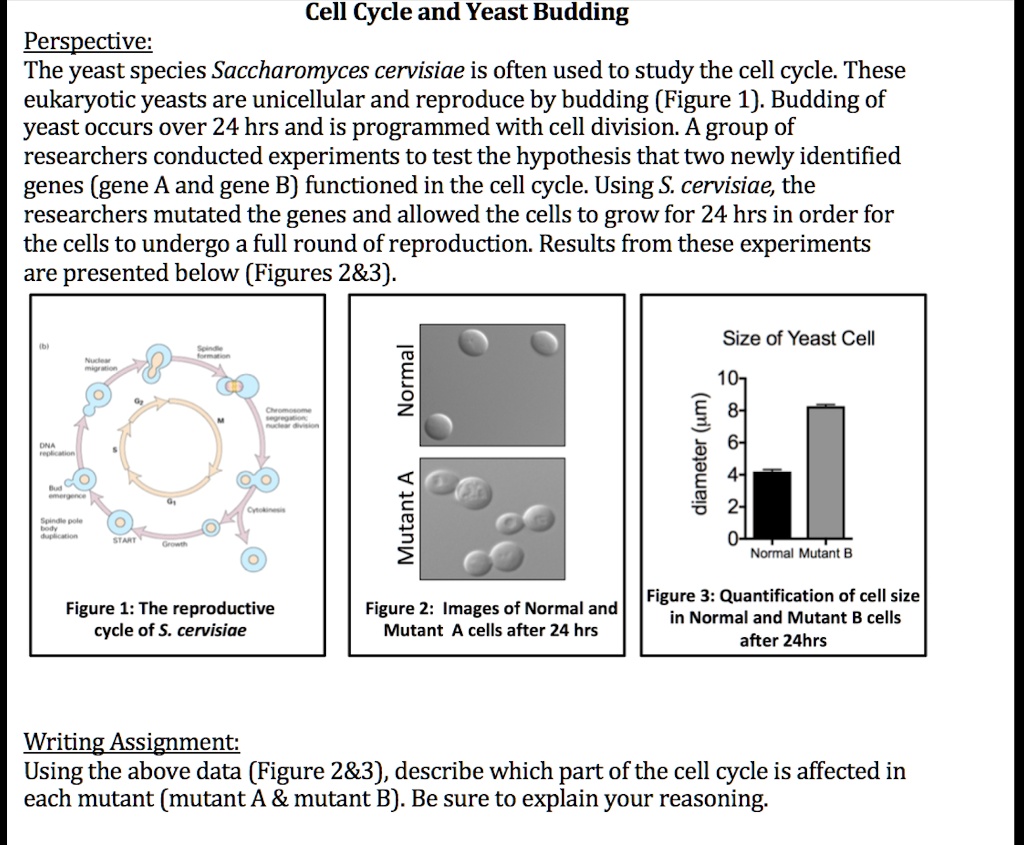 Perspective: Cell Cycle and Yeast Budding The yeast species ...