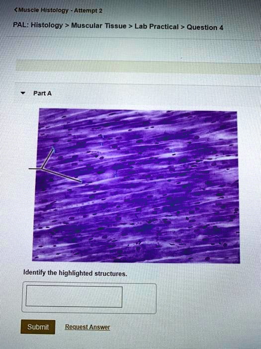 SOLVED: (Muscle Histology Attempt 2 PAL: Histology Muscular Tissue Lab Practical Question Pan A ...