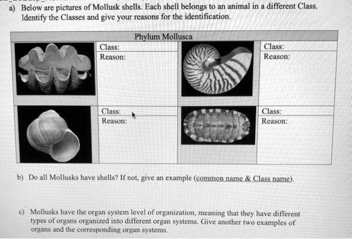 [GET ANSWER] below are pictures of mollusk shells each shell belongs to ...