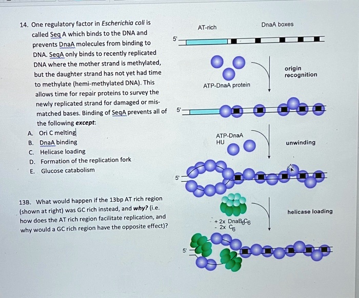 one regulatory factor in escherichia coli is called seq which binds to ...