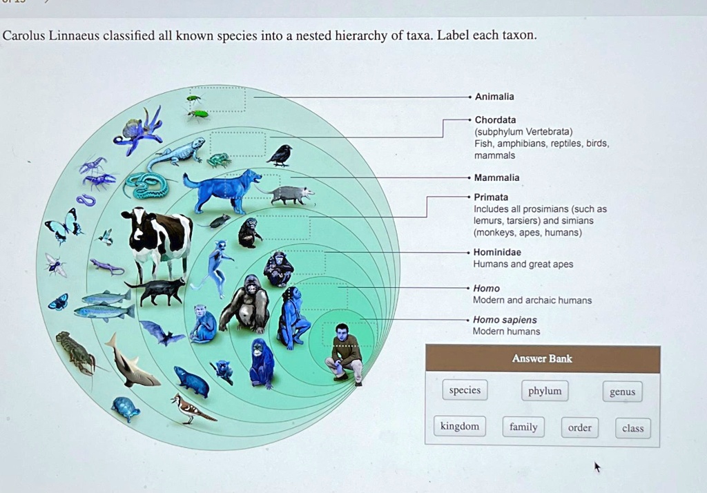 Carolus Linnaeus classified all known species into a nested hierarchy ...