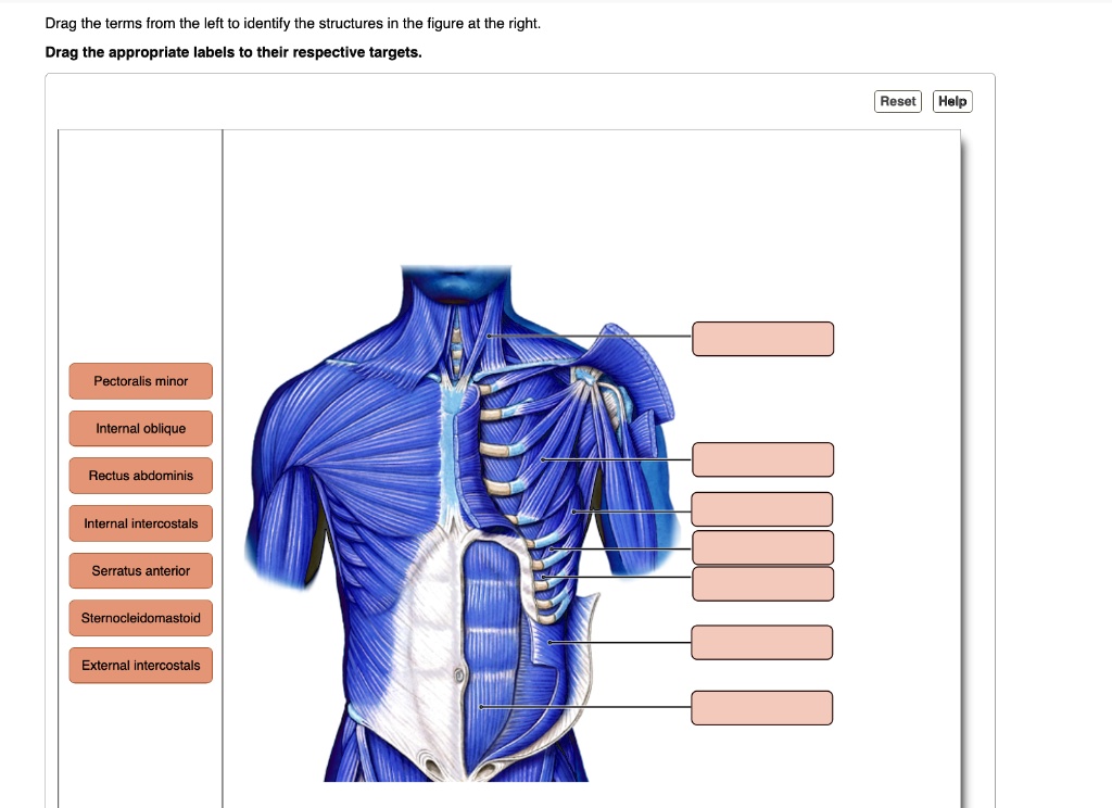 Drag the terms from the left to identify the structures in the figure ...