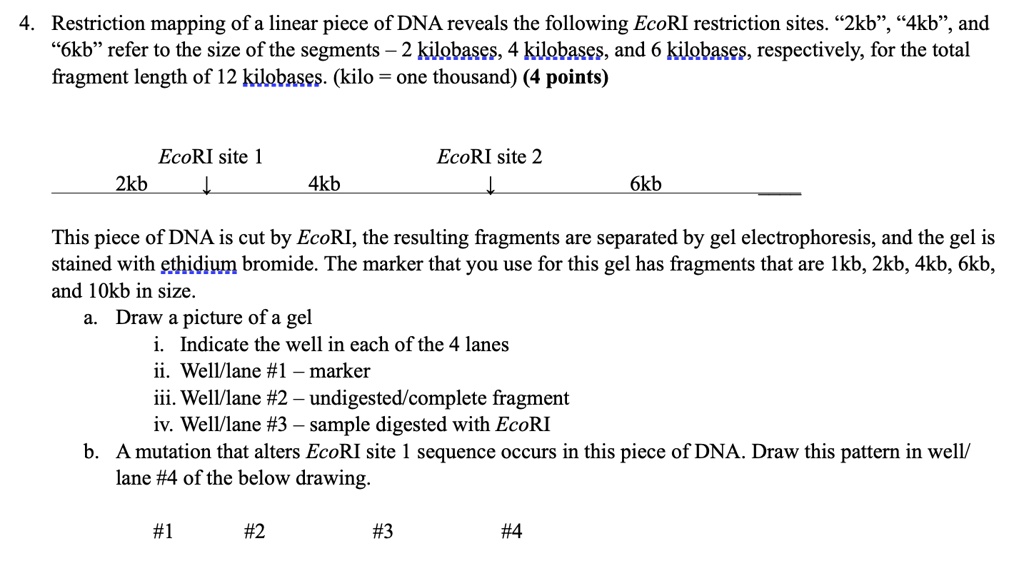 SOLVED: Restriction mapping of a linear piece of DNA reveals the following EcoRI restriction ...