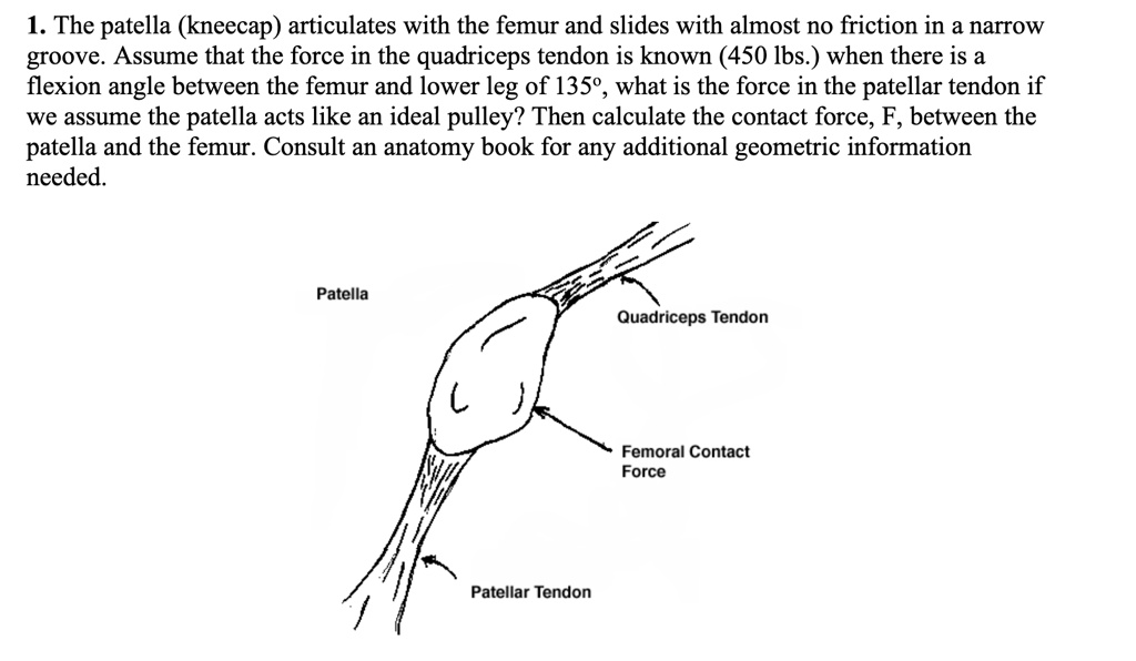 1. The patella (kneecap) articulates with the femur and slides with ...