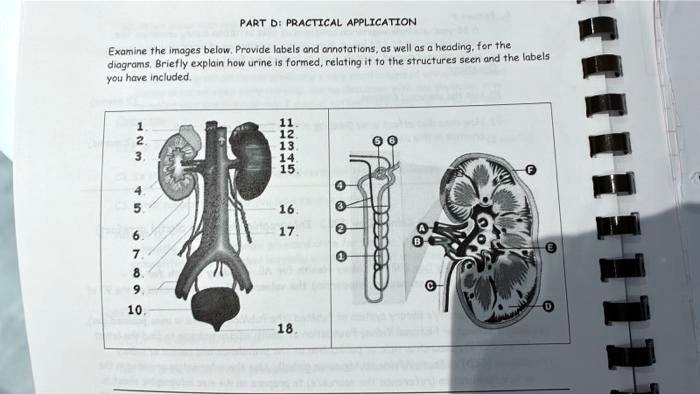examine the images below provide labels and annotations as well as a ...
