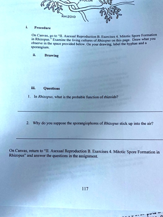 SOLVED: RhIZOID Procedure On Canvas Asera Reproduetion Exercises ...