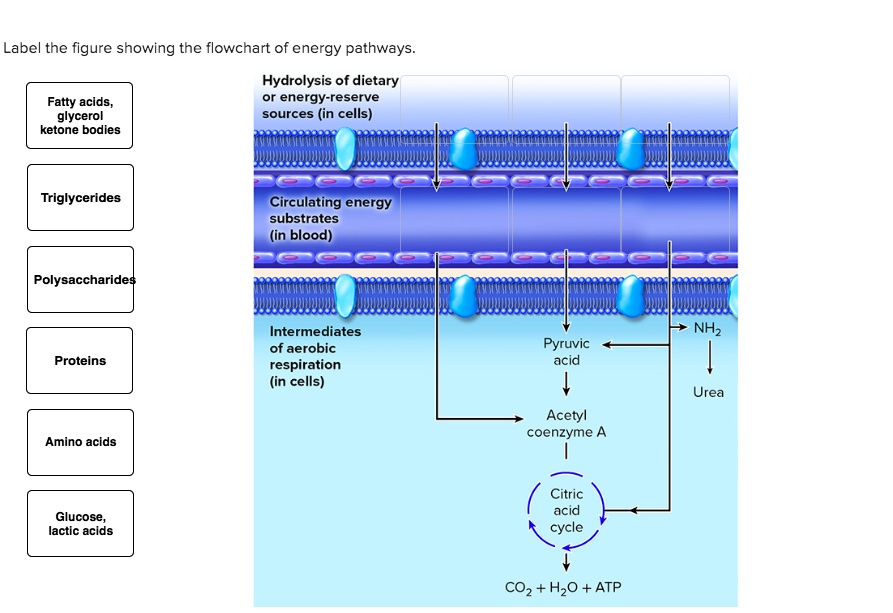 Label the figure showing the flowchart of energy pathways. Fatty acids ...