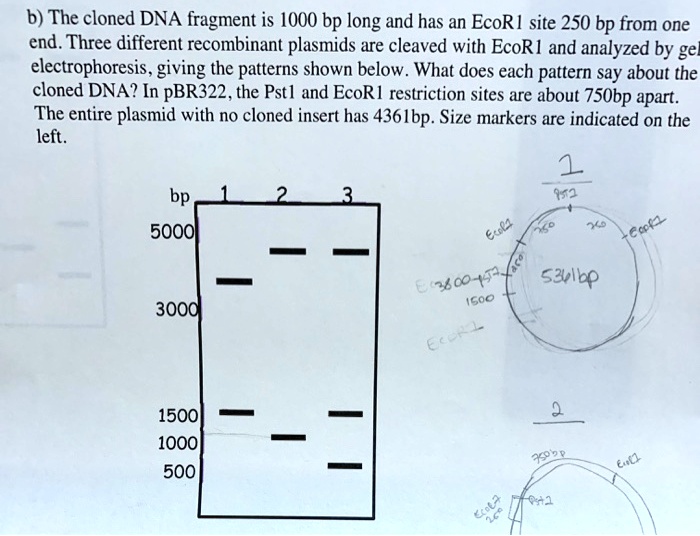b the cloned dna fragment is 1000 bp long and has an ecorl site 250 bp ...