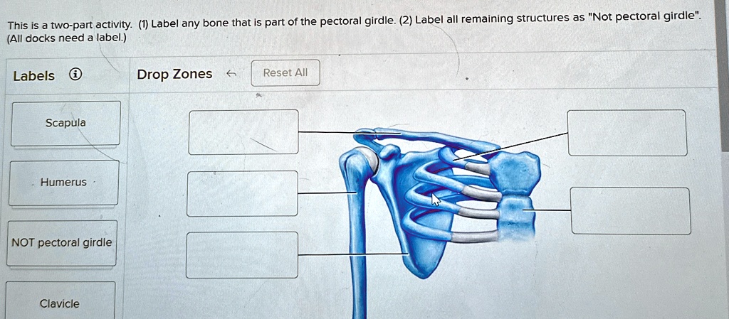 this is a two part activity 1 label any bone that is part of the ...