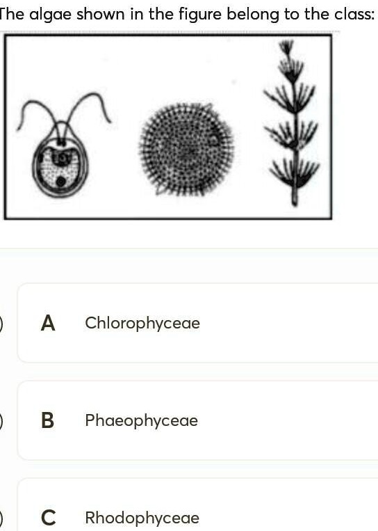 The algae shown in the figure belong to the class: A Chlorophyceae B ...