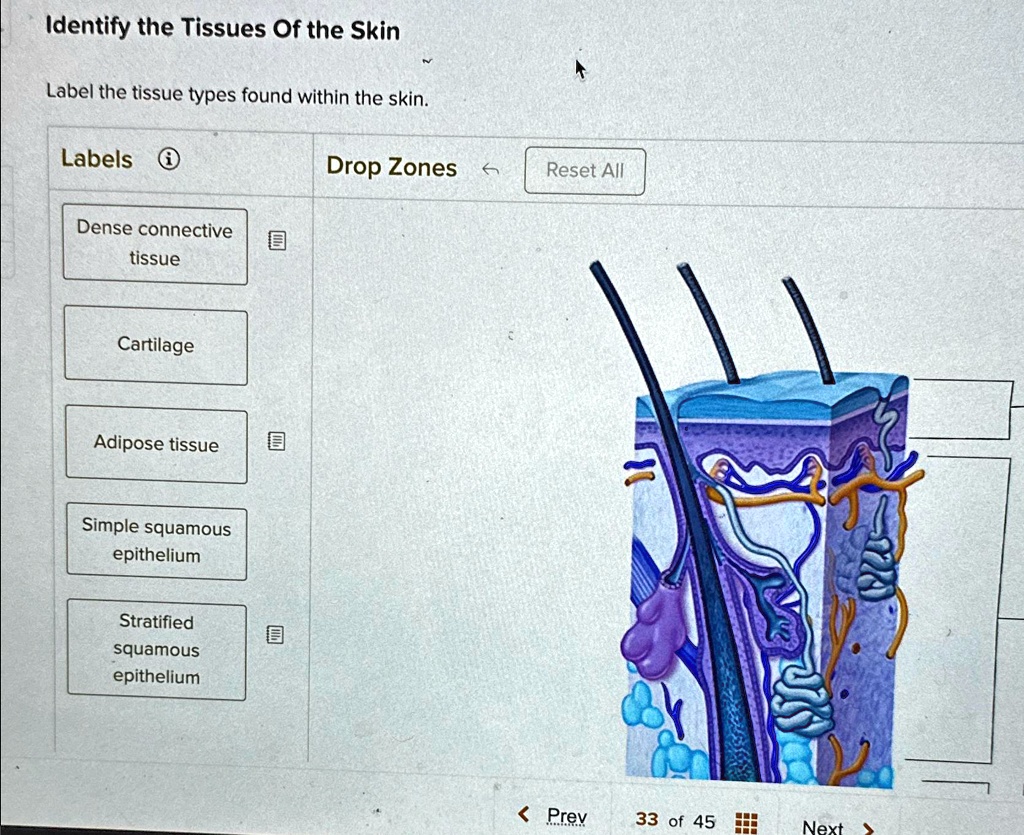 Identify the Tissues Of the Skin Label the tissue types...