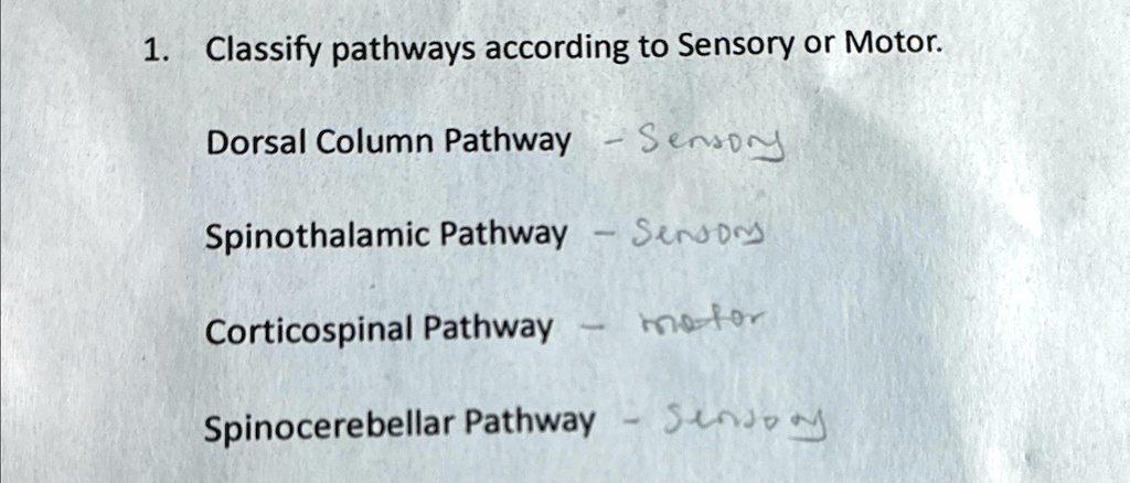 1. Classify pathways according to Sensory or Motor. Dorsal Column ...