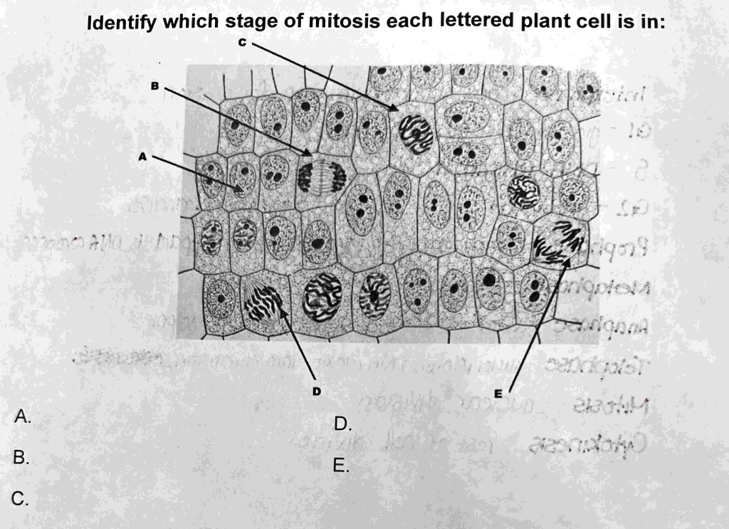 Identify which stage of mitosis each lettered plant cell is in: A. D. B ... Identify which stage of mitosis each lettered plant cell is in: A. D. B ...