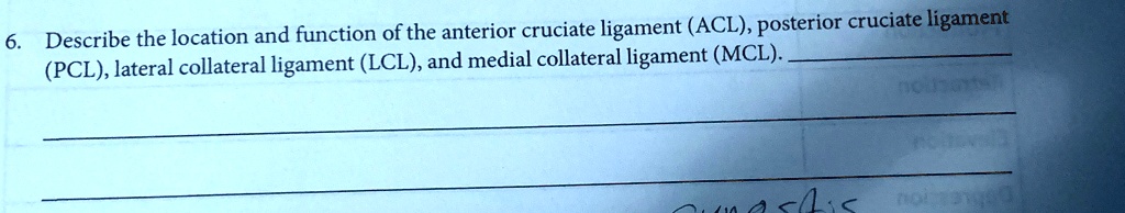 6. Describe the location and function of the anterior cruciate ligament ...