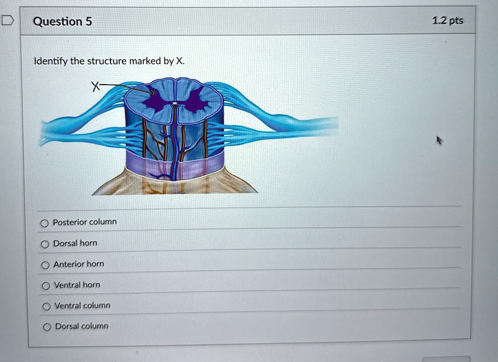 question 5 identify the structure marked by x posterior column dorsal ...