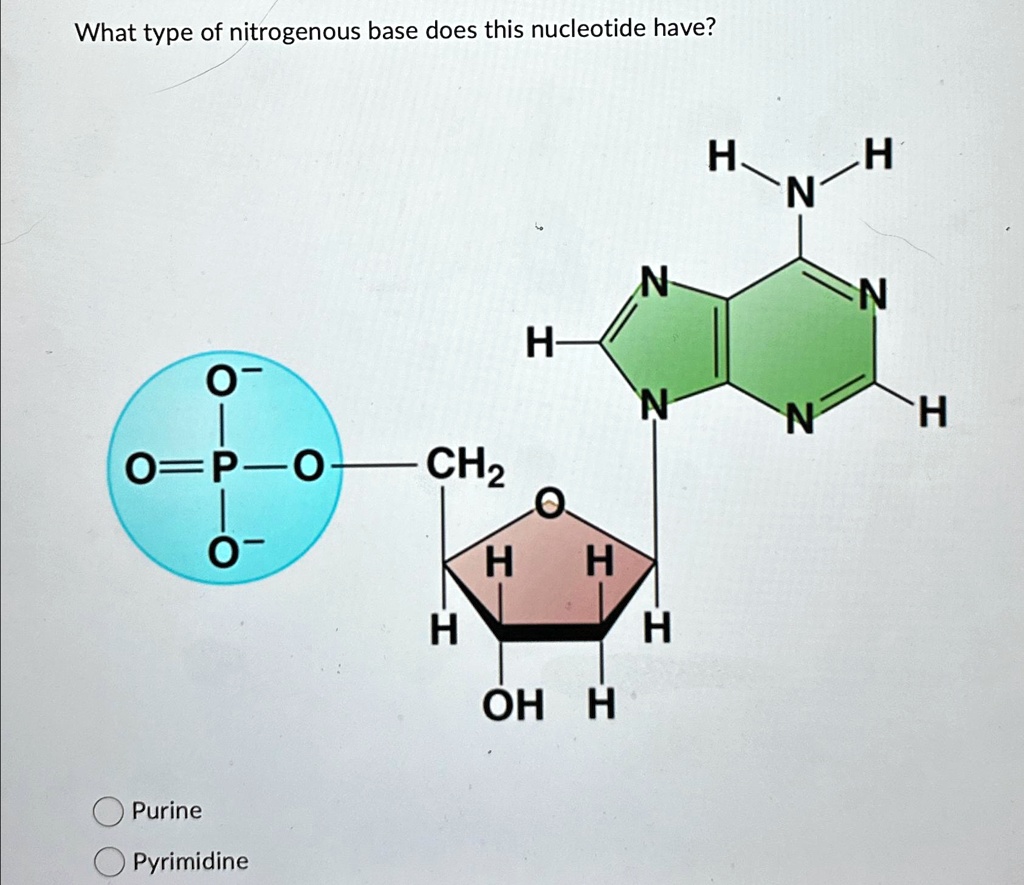 SOLVED: What type of nitrogenous base does this nucleotide have? Purine ...