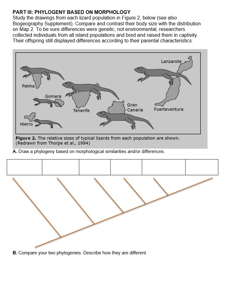 PART III: PHYLOGENY BASED ON MORPHOLOGY Study the drawings from each ...