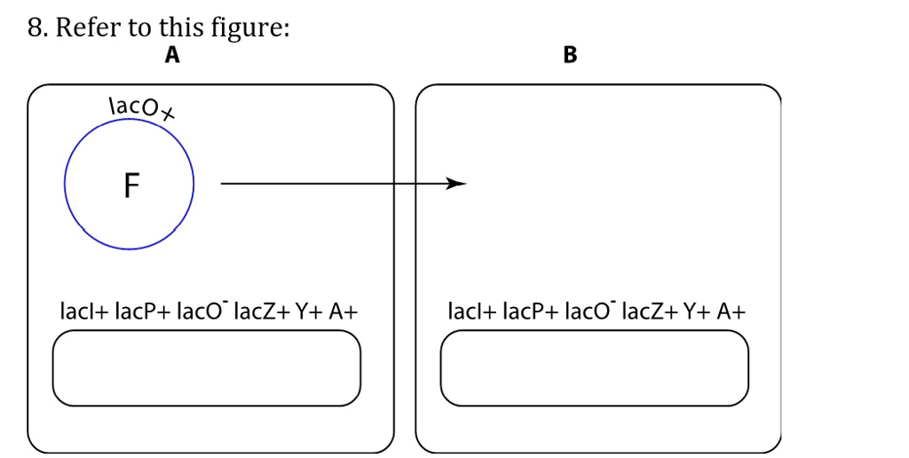 8. Refer to this figure: A lacO^+ F B lacI^+ lacP^+ lacO^- lacZ^+ Y^+ A ...