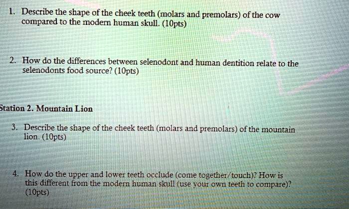 describe the shape of the cheek teeth molars and premolars of the cow ...