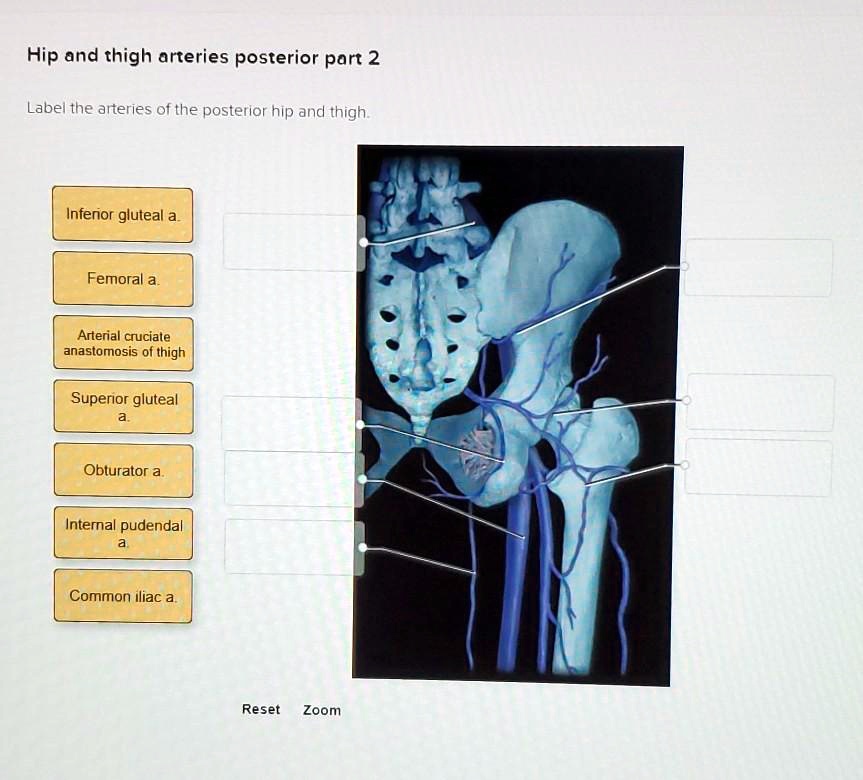SOLVED: Hip and thigh arteries posterior part 2 Label the arteries of the posterior hip and ...