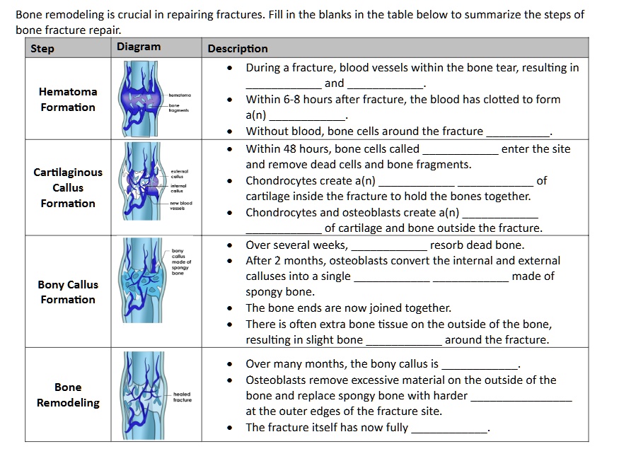 Bone remodeling is crucial in repairing fractures. Fill in the blanks ...