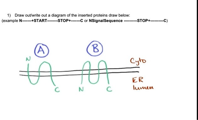 SOLVED: Draw outwrite out diagram of the inserted proteins draw below ...