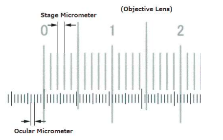 SOLVED: (Objective Lens) Stage Micrometer Ocular Micrometer