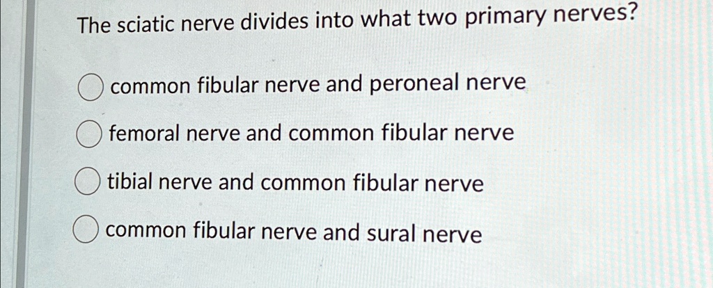 The sciatic nerve divides into what two primary nerves? common fibular ...