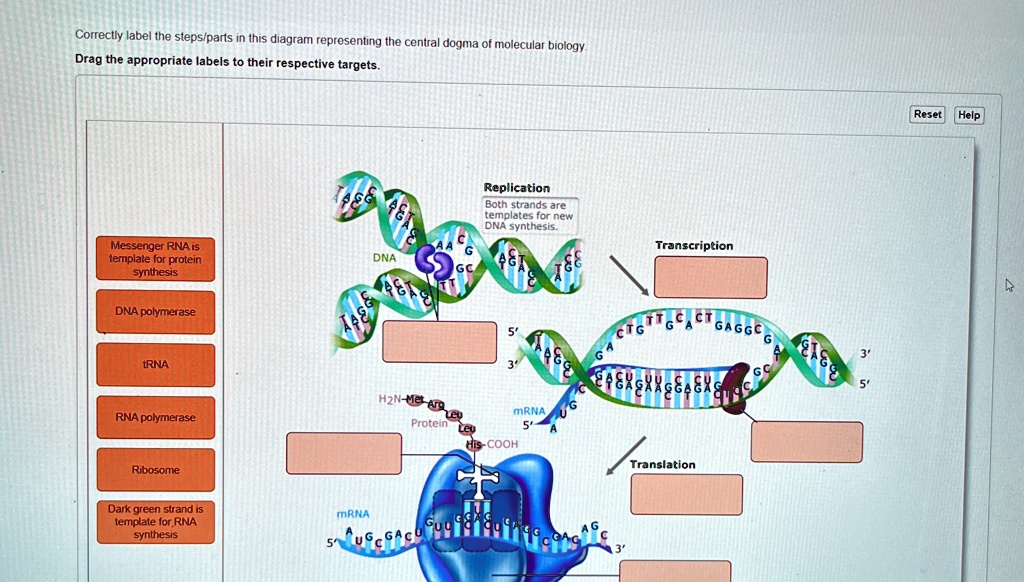 correctly label the stepsparts in this diagram representing the central ...