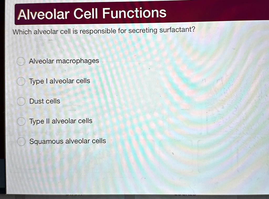 alveolar cell functions which alveolar cell is responsible for ...