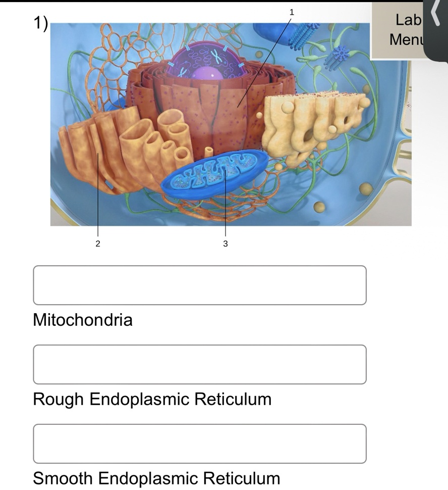 rough endoplasmic reticulum smooth endoplasmic reticulum 1 lab menu ...