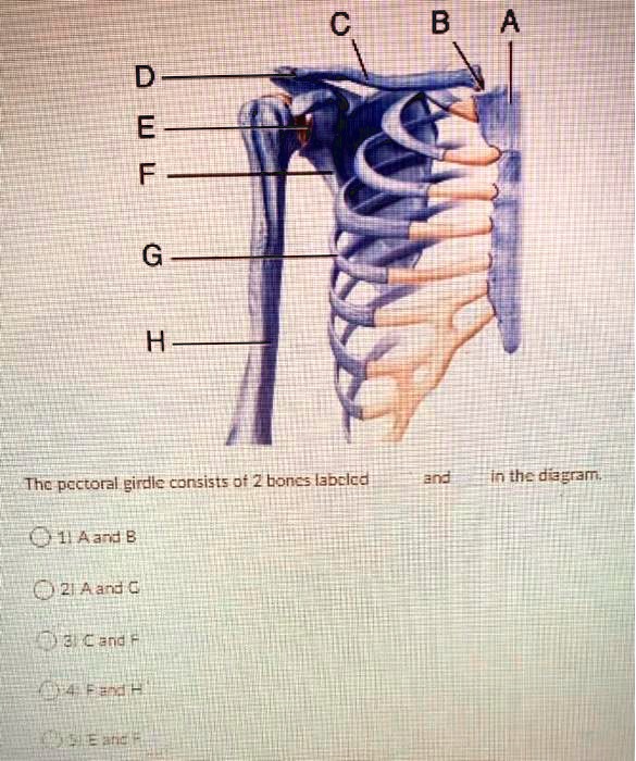 SOLVED: c BA D EF G H The pectoral girdle consists of 2 bones labeled ...