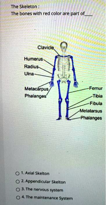 Femur Tibia Fibula Humerus Radius Ulna