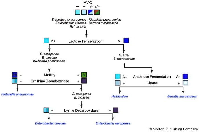 SOLVED:IMViC Enterobacter aerogenes Klebsiella pneumoniae Enterobactor ...