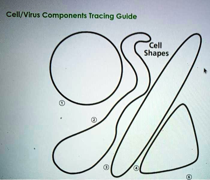cellvirus components tracing guide cell shapes 42465