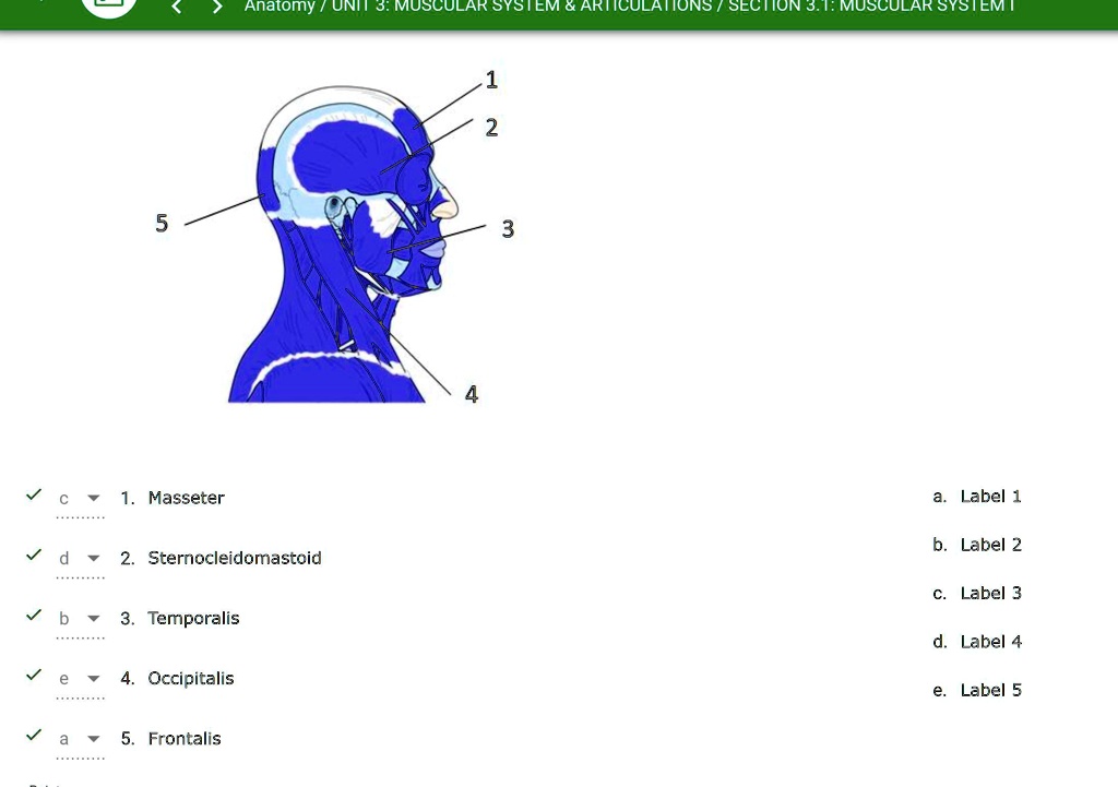 SOLVED: 'Match each muscle of the head and neck with the correct label ...
