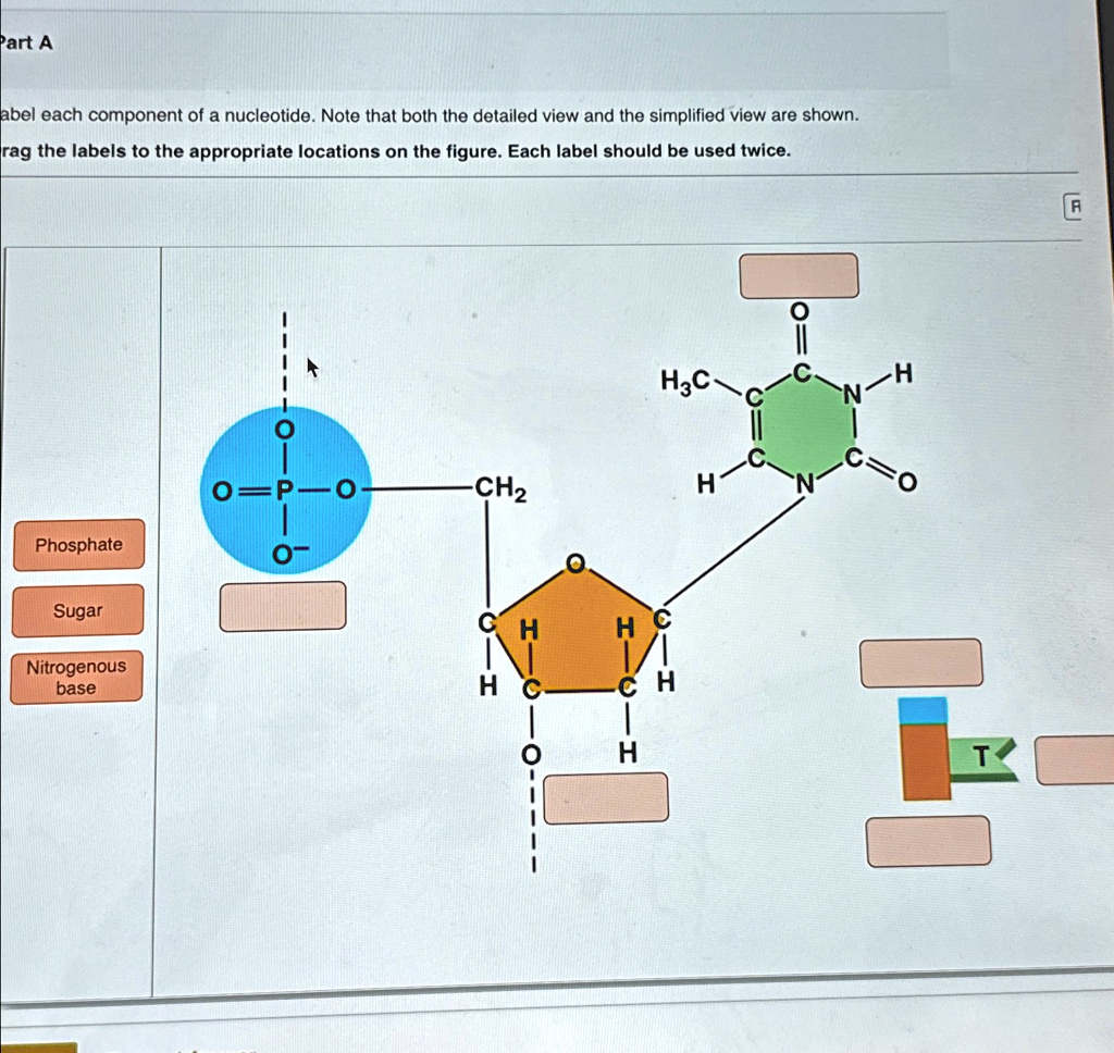 Part A label each component of a nucleotide. Note that both the ...