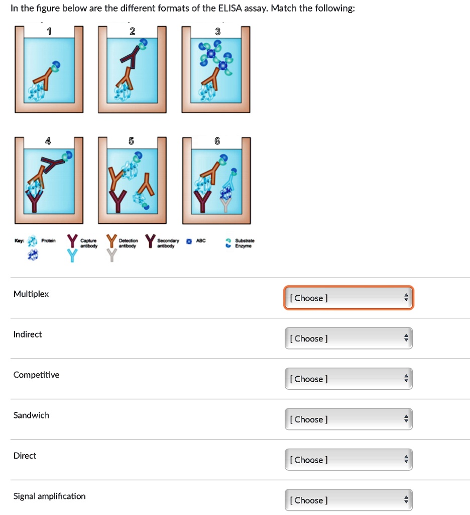 In the figure below are the different formats of the ELISA assay. Match ...