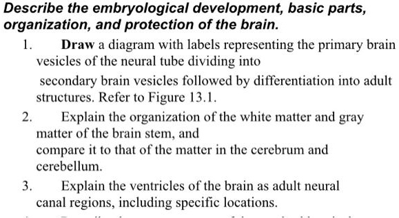 Describe the embryological development, basic parts, organization, and ...