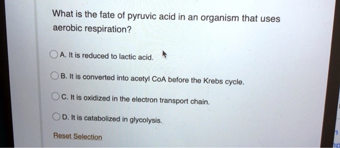 SOLVED: What is the fate of pyruvic acid in an organism that uses ...