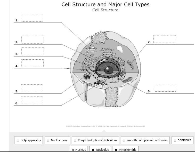 1. 2. 3. 4. 5. 6. Cell Structure and Major Cell Types Cell Structure 7 ...