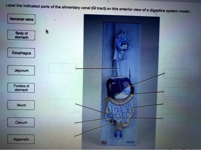 label the indicated parts of the alimentary canal gl tract on thls ...