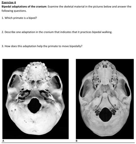exctcise bipeda adaptations 0f the cranium examine the skeletal ...