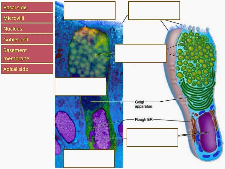SOLVED: Basal side Microvilli Nucleus Goblet cell Basement membrane ...