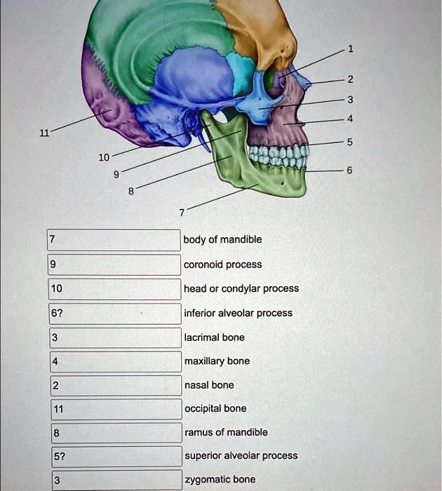 Help me label them, please. Body of mandible Coronoid process Head or ...