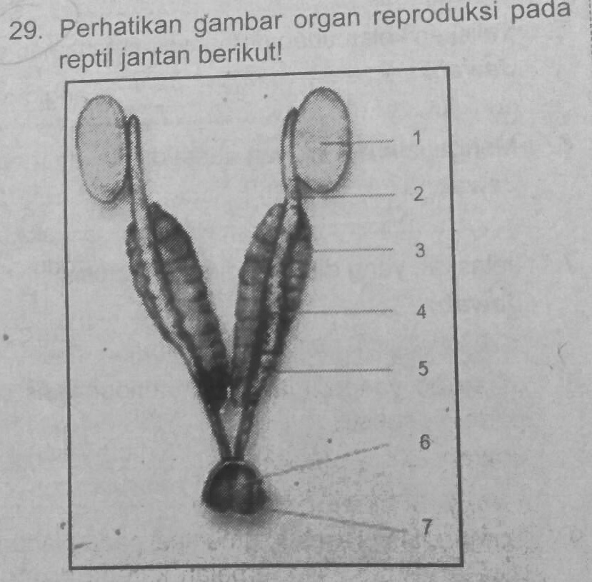 SOLVED: 29. Perhatikan gambar organ reproduksi padareptil jantan ...