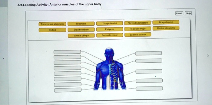 SOLVED: Art-Labeling Activity: Anterior Muscles of the Upper Body Help ... SOLVED: Art-Labeling Activity: Anterior Muscles of the Upper Body Help ...